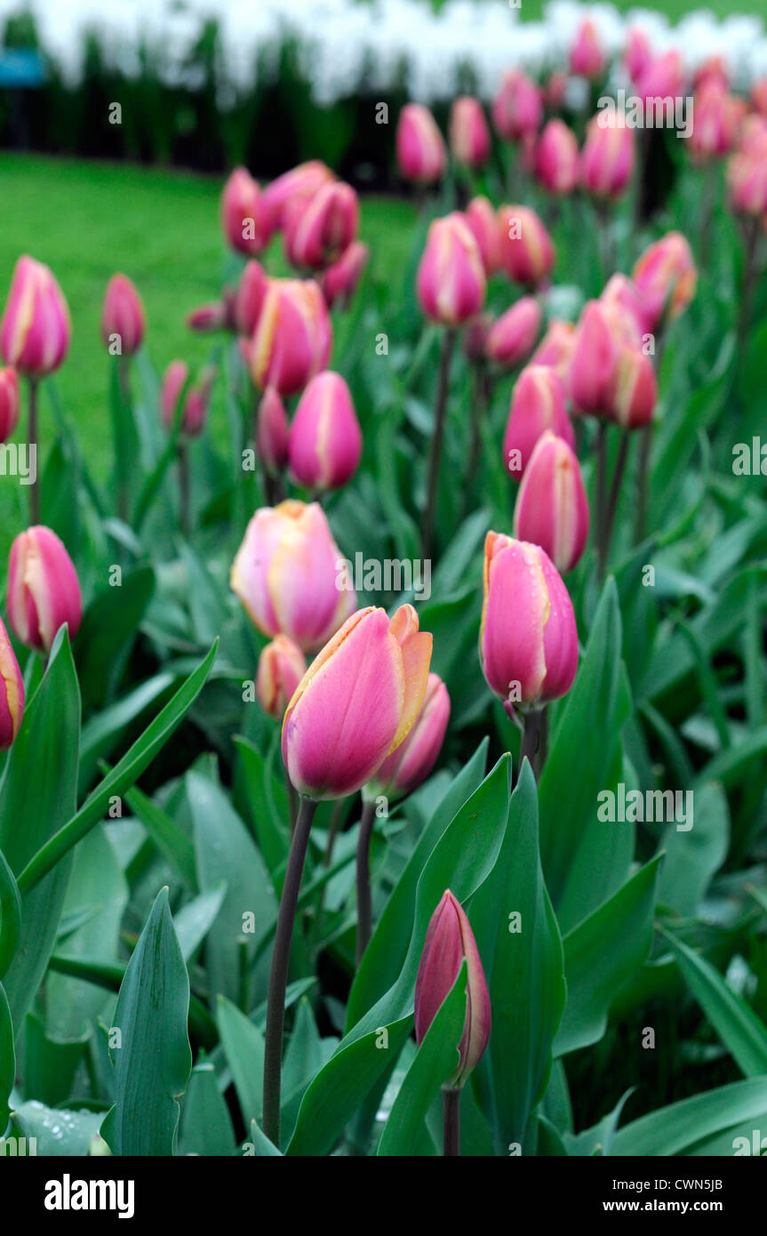 Tulipa dragon king pink yellow triumph tulip flowers display spring ...