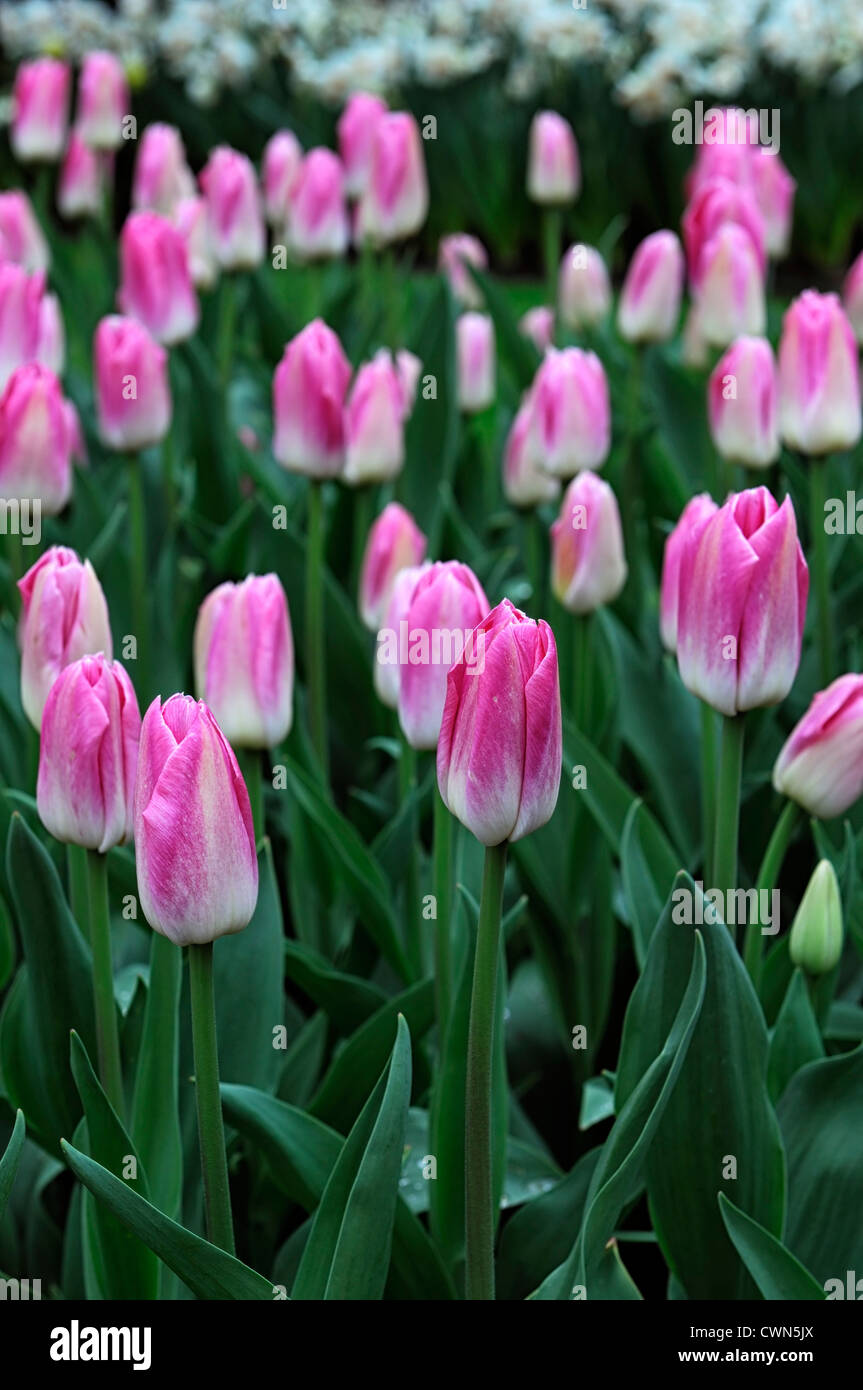 Tulipa dynasty pink white triumph tulip flowers display spring flower ...