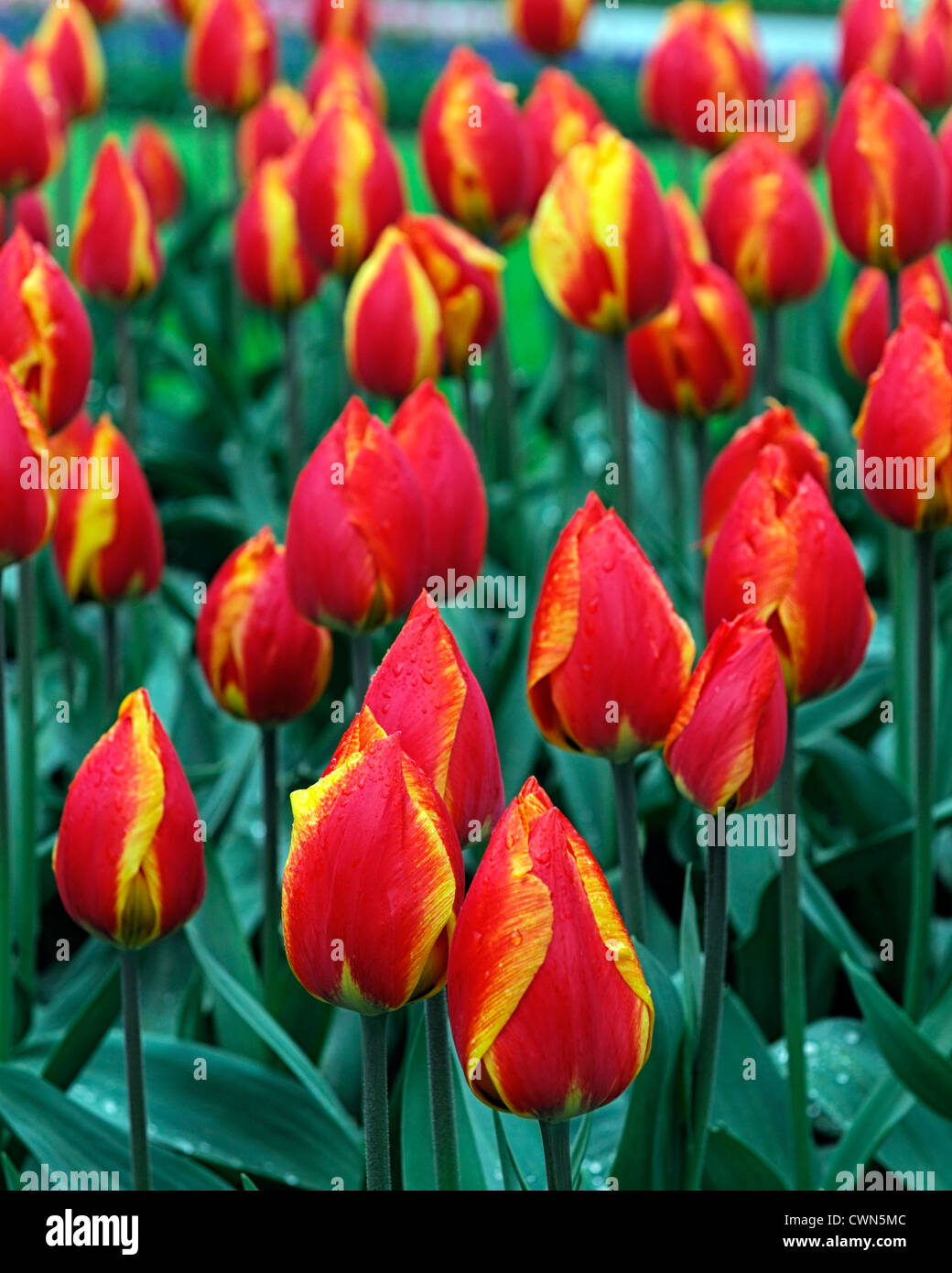 Tulipa flair hi-res stock photography and images - Alamy