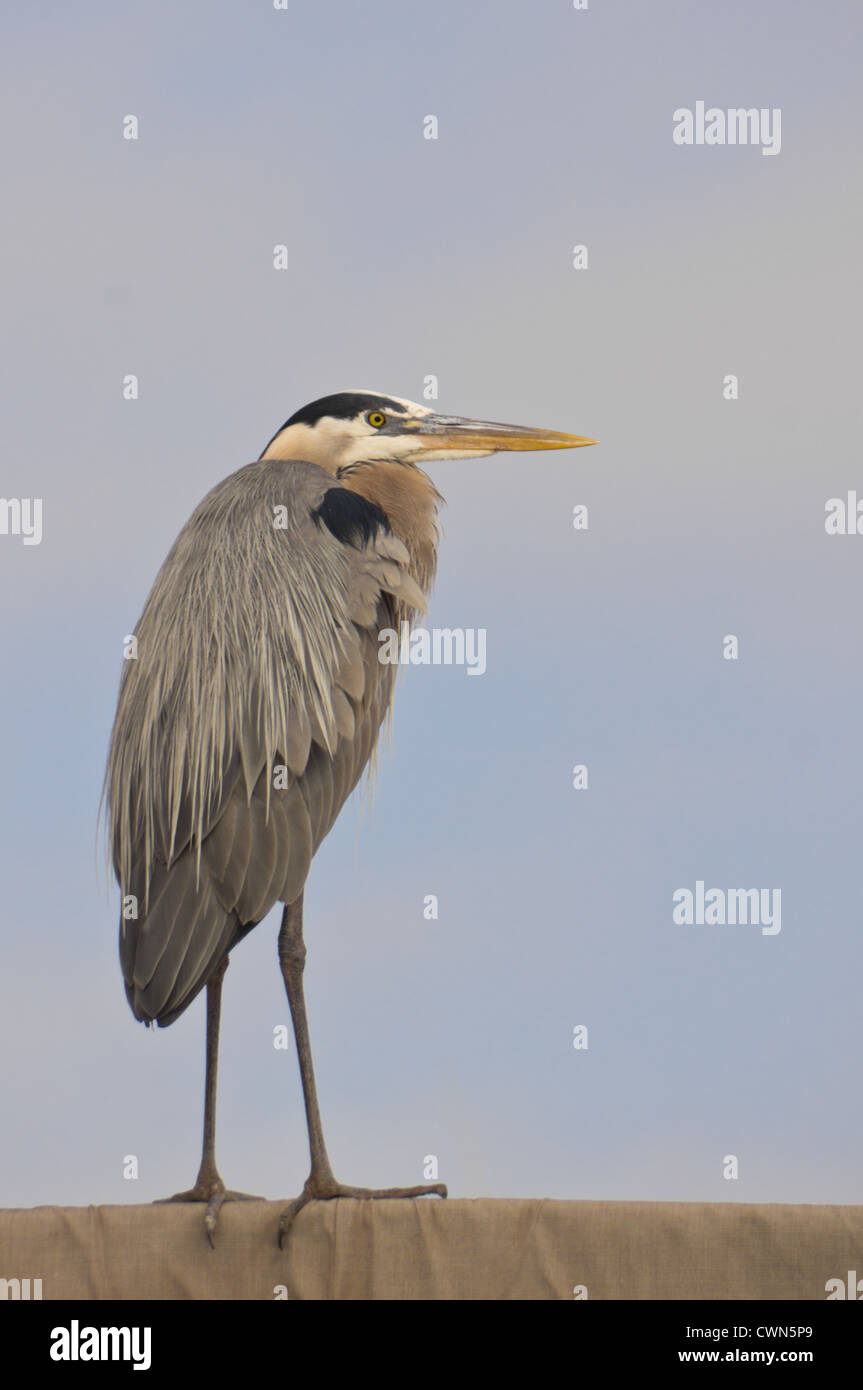 Profile view of great blue heron Stock Photo - Alamy