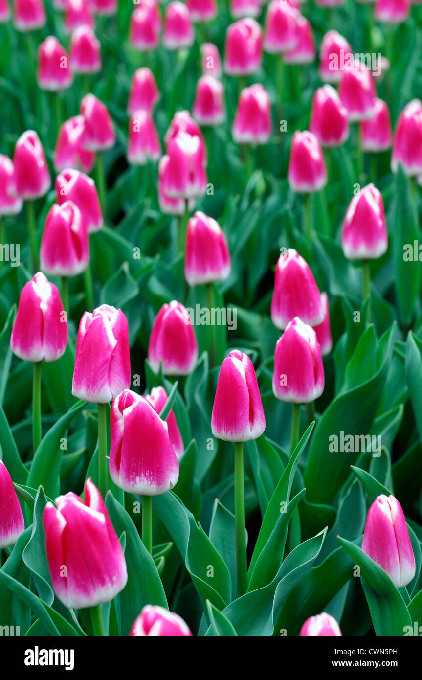 Tulipa marrero triumph pink white tulip flowers display spring flower ...