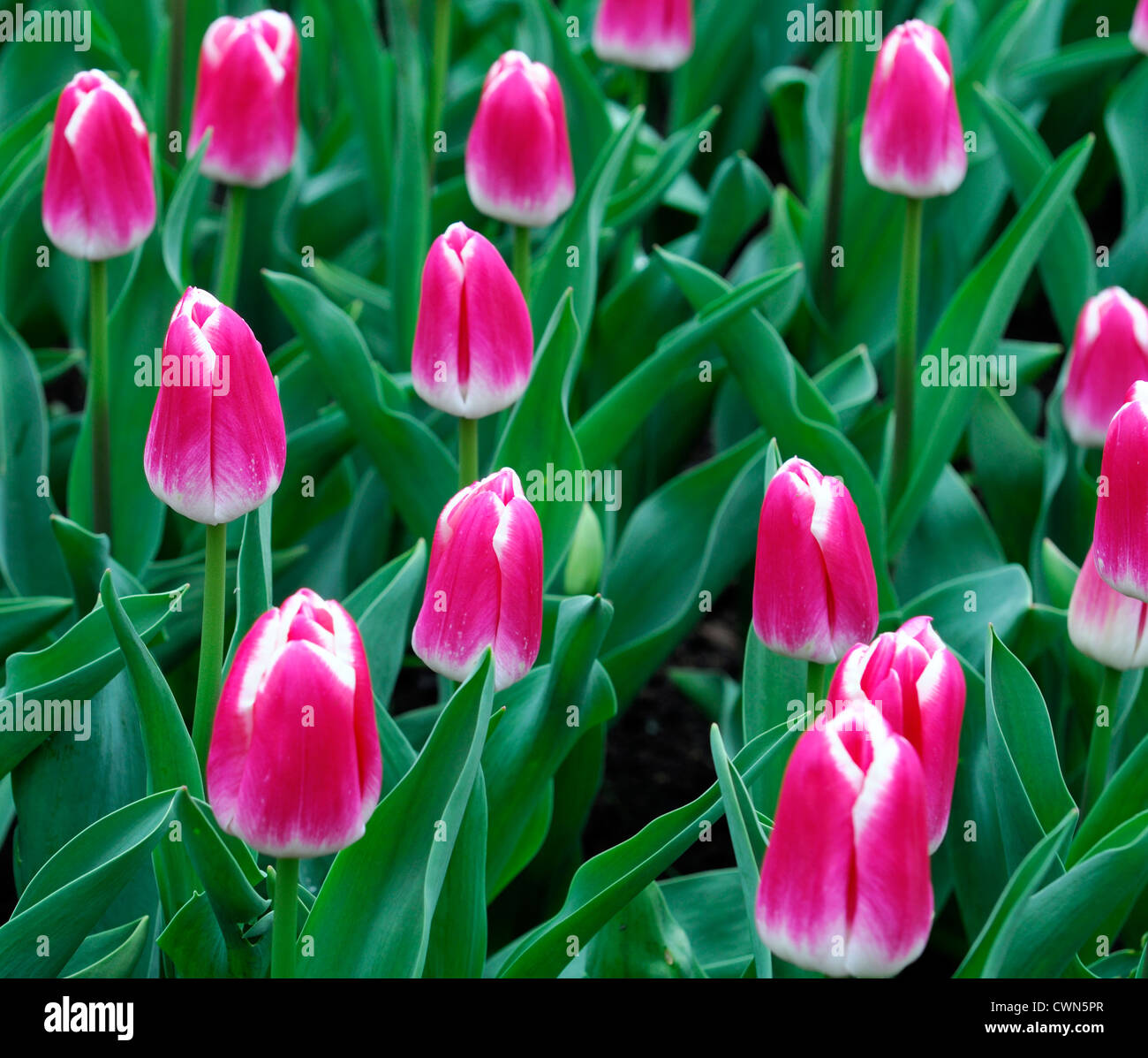 Tulipa marrero triumph pink white tulip flowers display spring flower ...