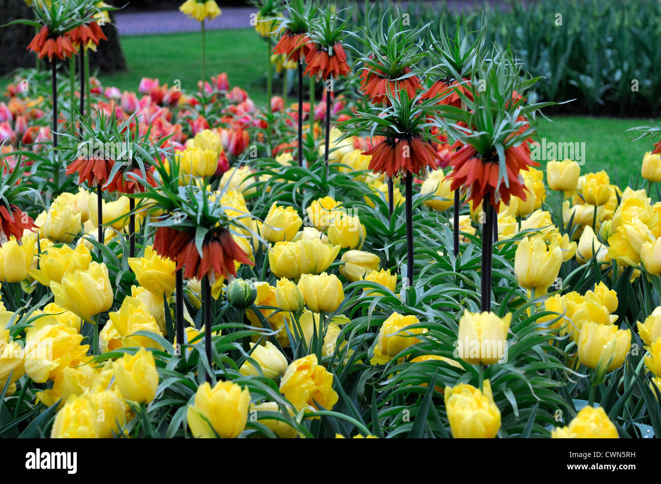 tulipa monte carlo fritillaria imperialis rubra maxima flower mix mixed ...