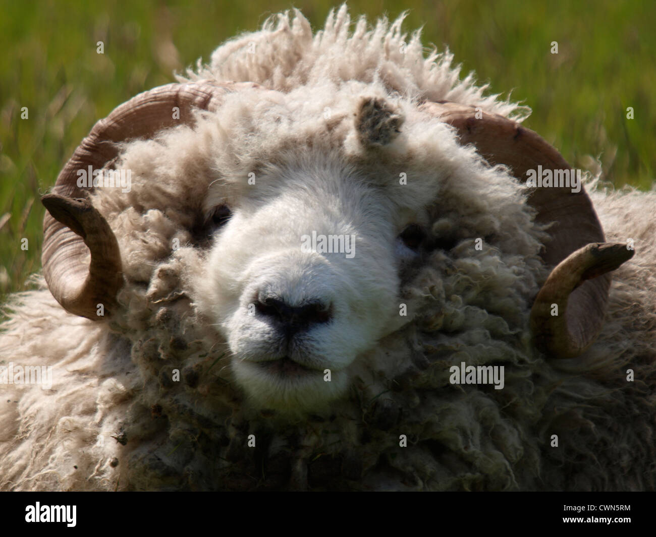 Sheep with horns hi-res stock photography and images - Alamy