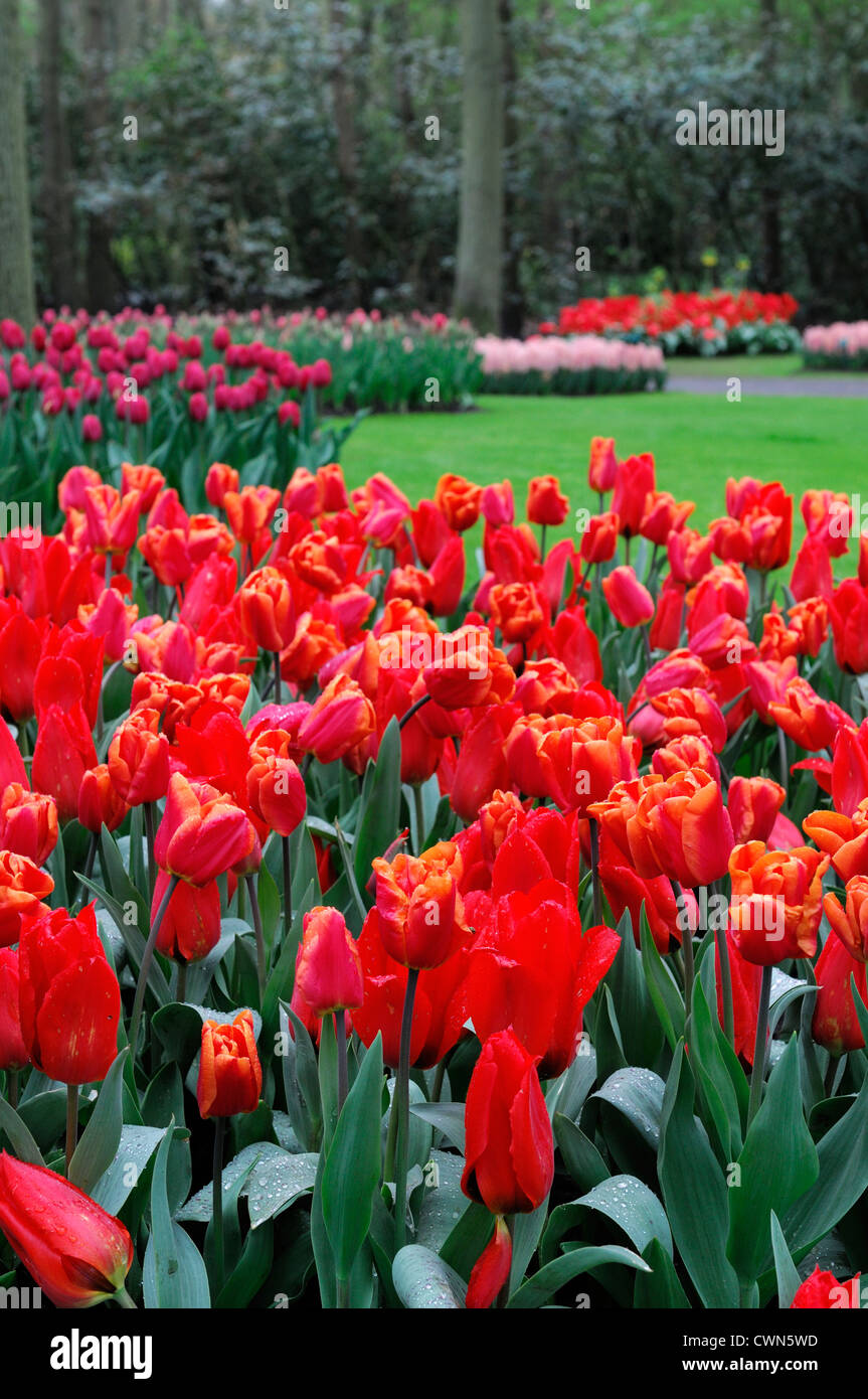 tulipa orange monarch triumph tulip flowers display spring flower bloom ...