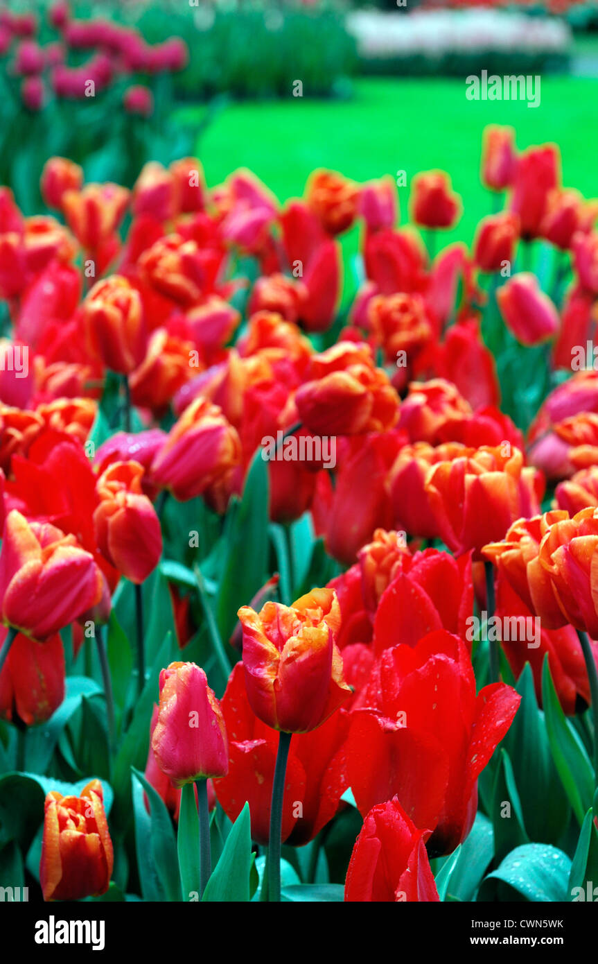 tulipa orange monarch triumph tulip flowers display spring flower bloom ...