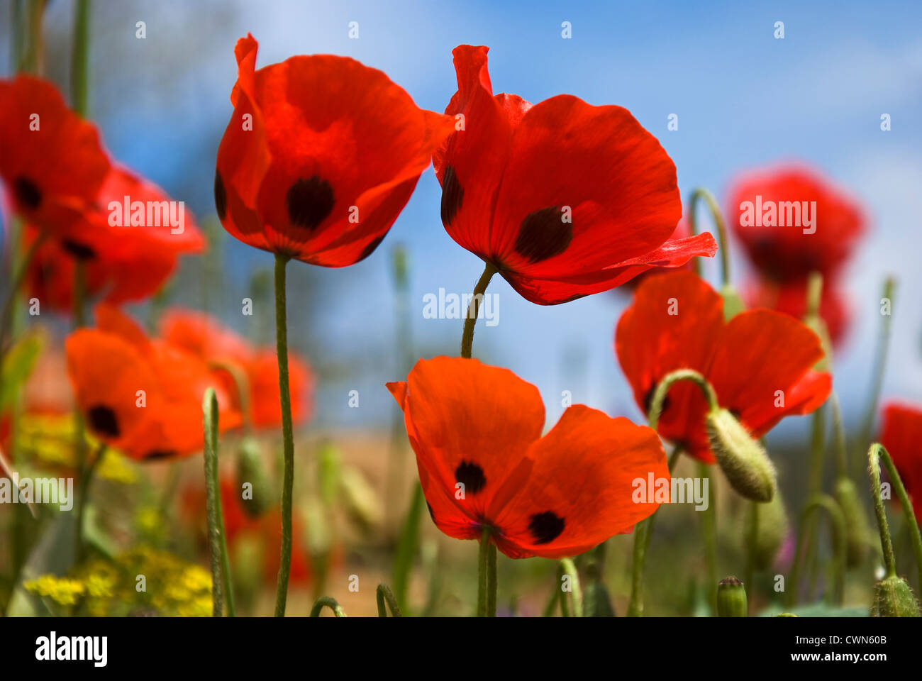 Pictures of poppy fields hi-res stock photography and images - Alamy