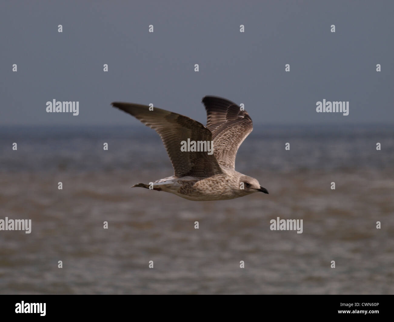 Gull in flight hi-res stock photography and images - Alamy