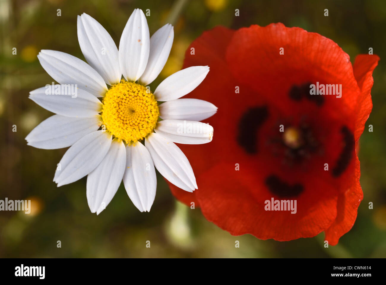 Closeup of feverfew and ladybird poppy bloom (Papaver commutatum Stock ...