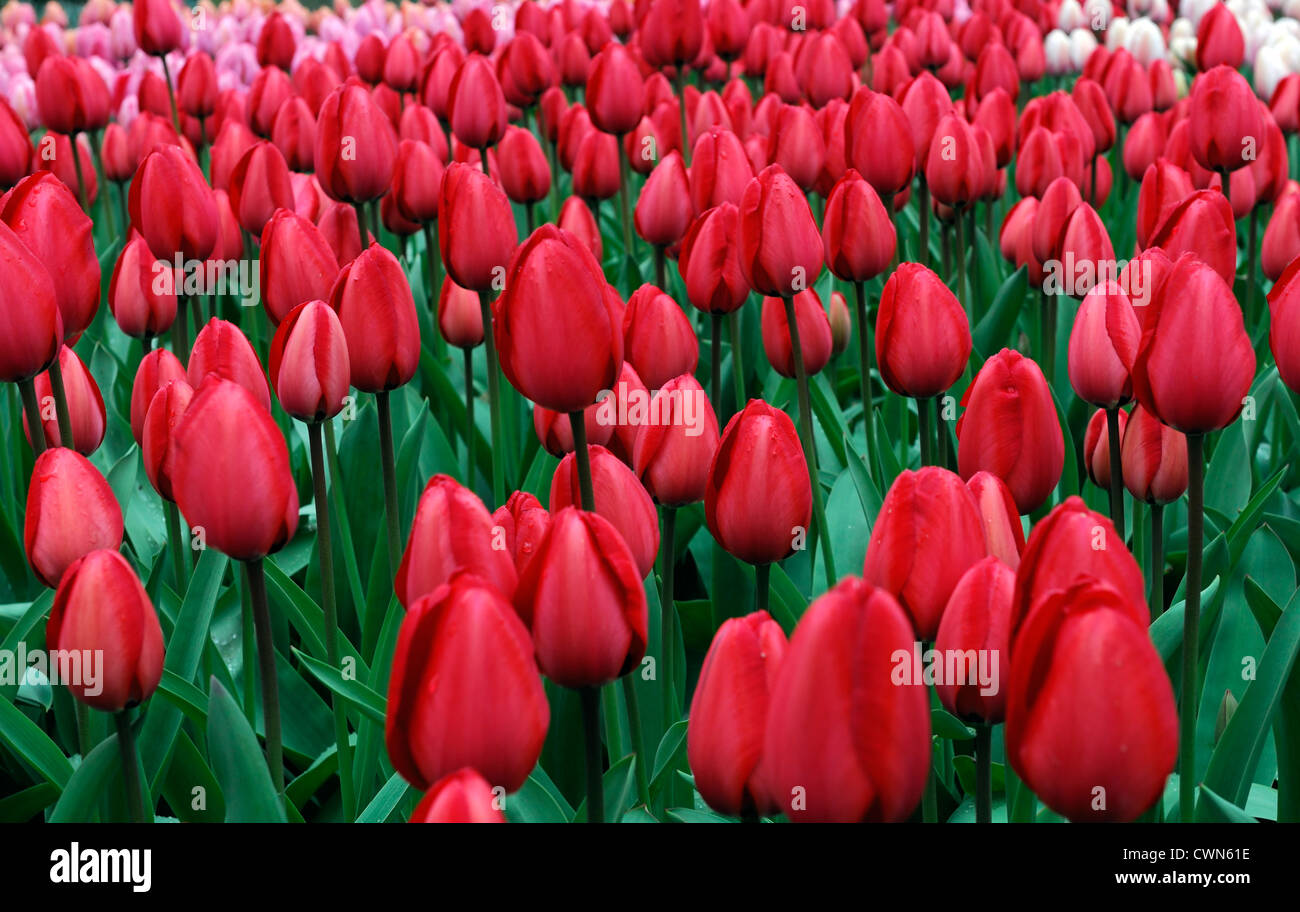 Tulipa red impression darwin hybrid tulip flowers display spring flower ...
