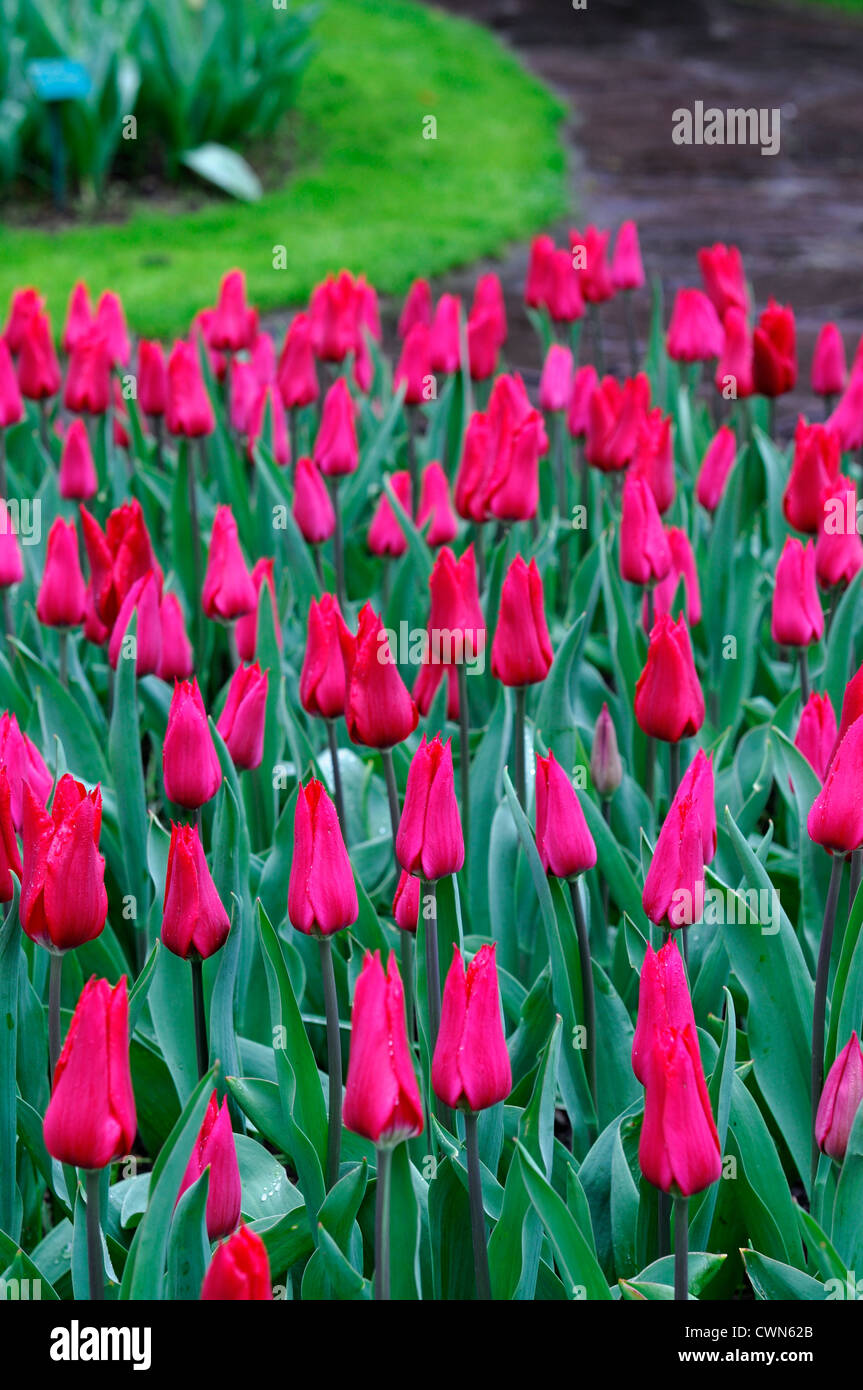 Tulipa red shine lily flowered tulip flowers display spring flower ...