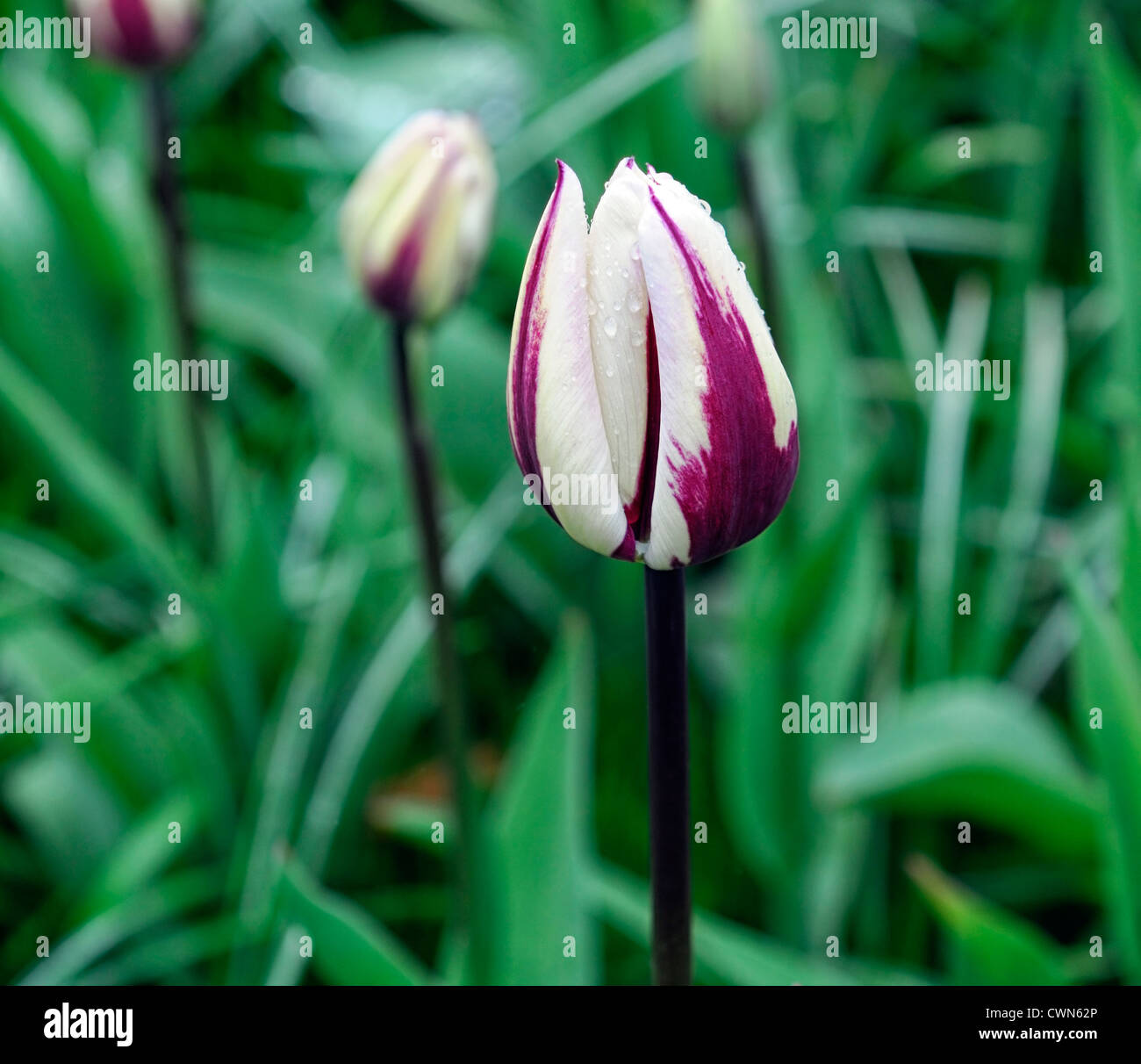 Tulipa rems favourite purple white triumph tulip flowers display spring ...