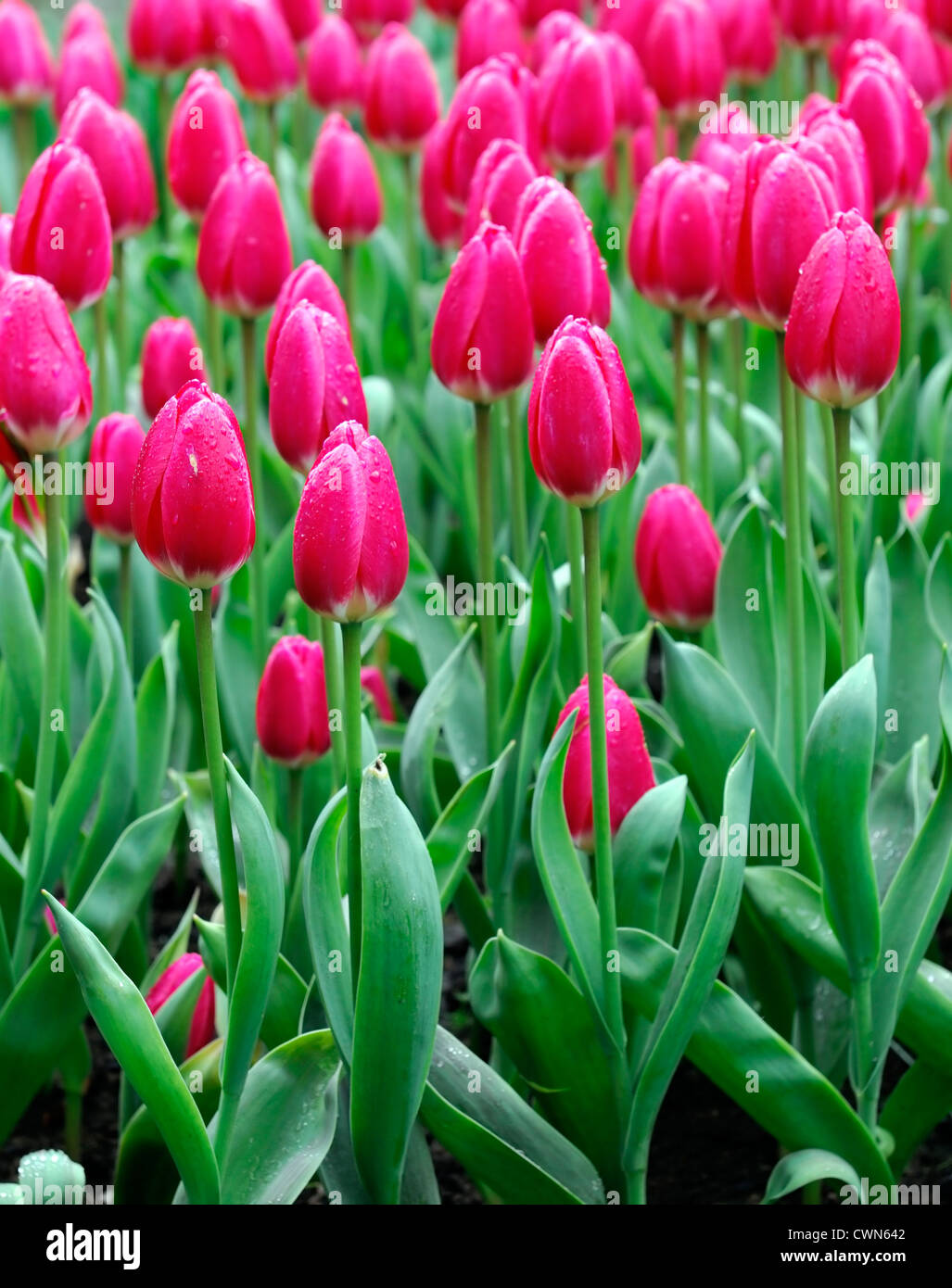 Tulipa rosy delight darwin hybrid pink tulip flowers display spring ...