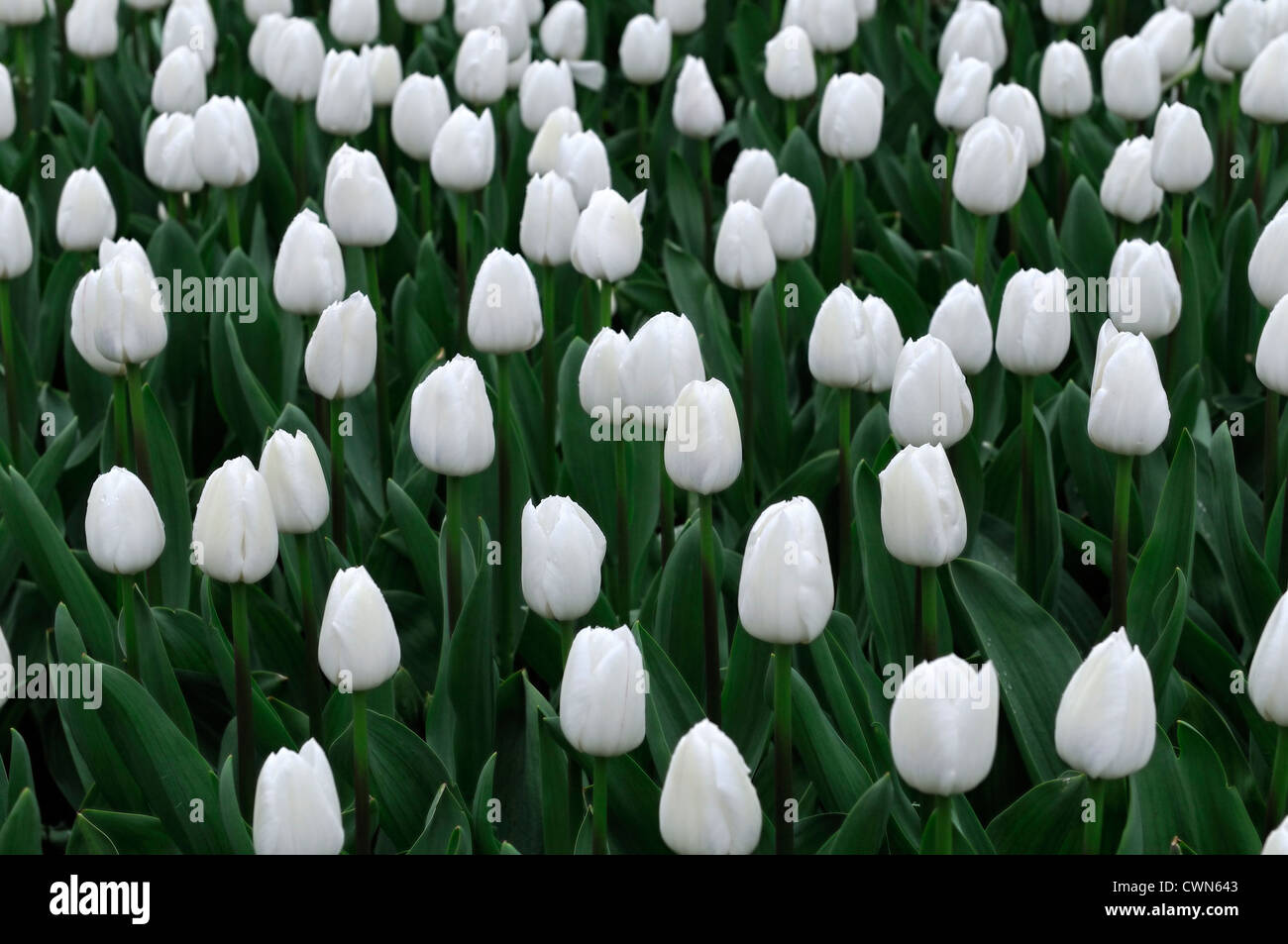 Tulipa royal virgin white triumph tulip flowers display spring flower ...