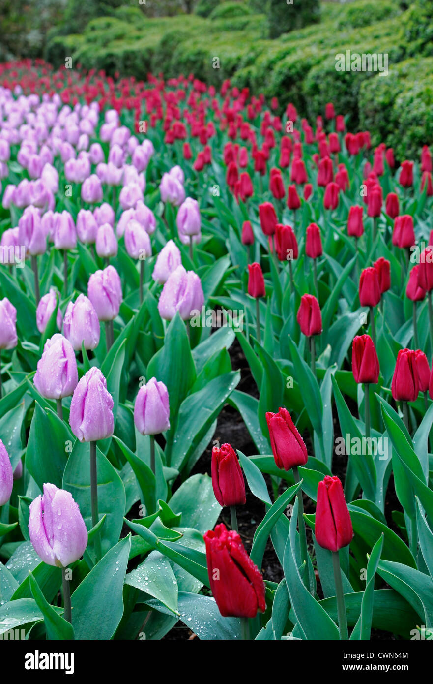 Tulipa Ruby Prince Tulipa candy prince single early pink tulip flowers ...
