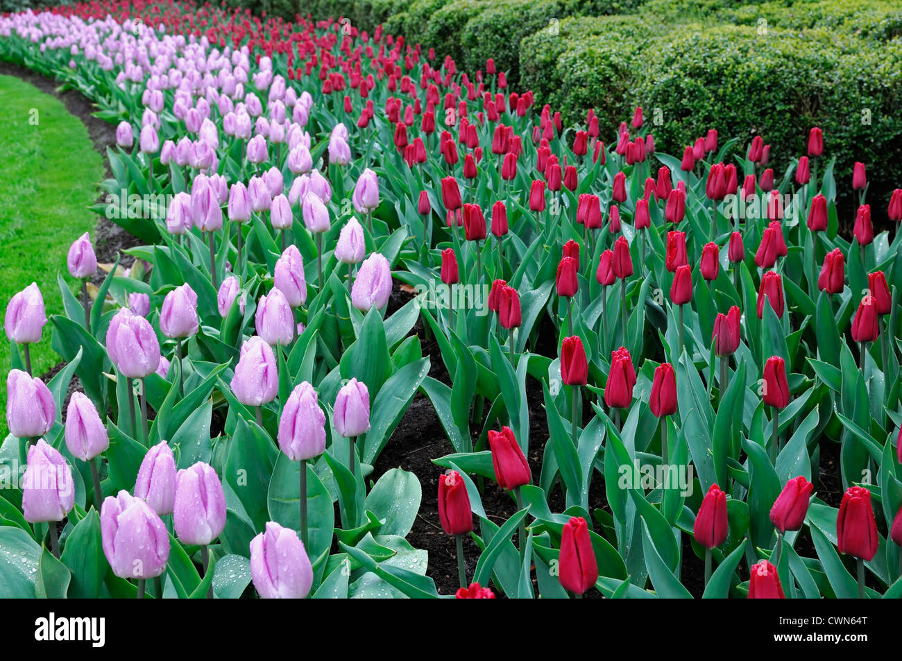 Tulipa Ruby Prince Tulipa candy prince single early pink tulip flowers ...