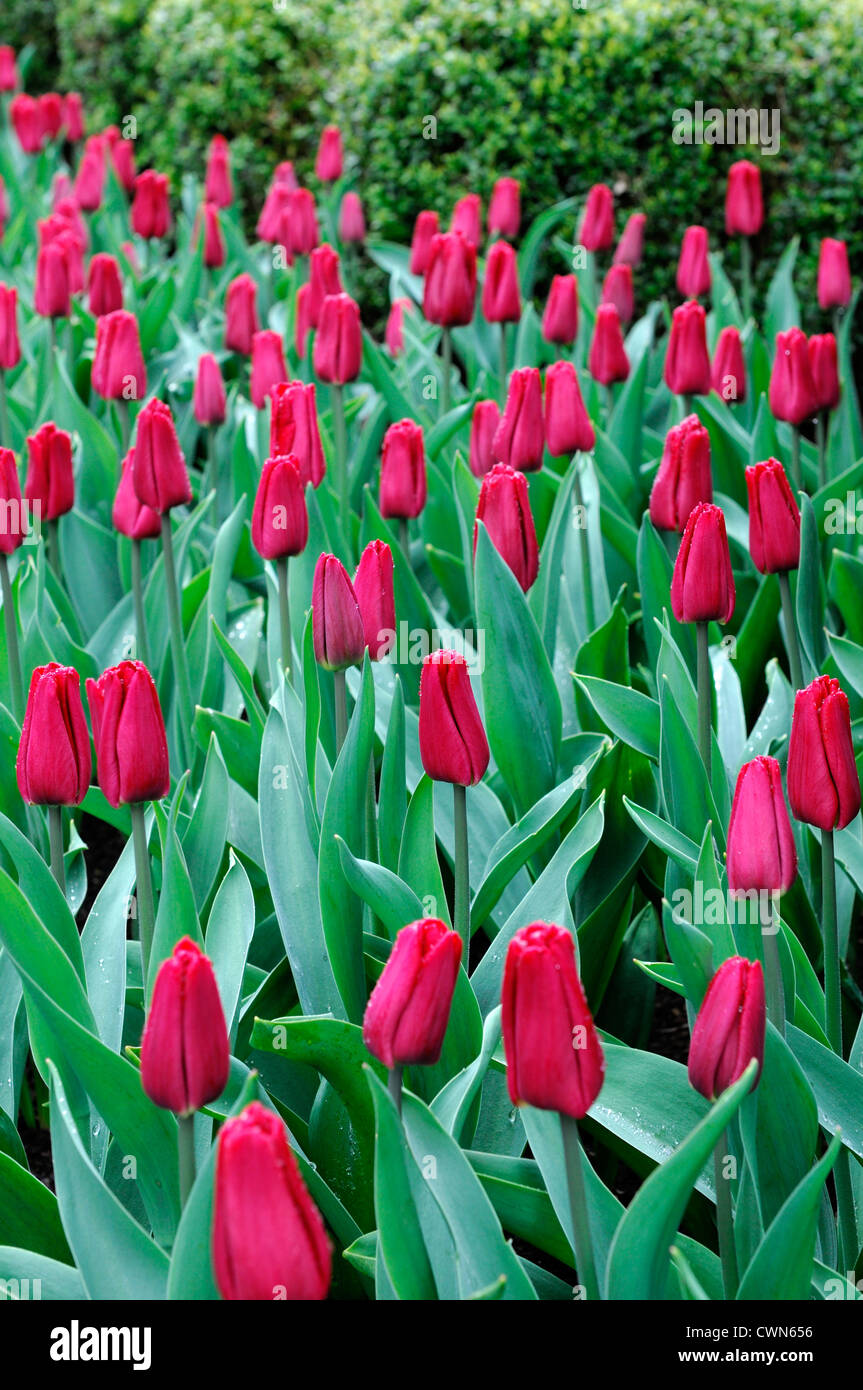 Tulipa Ruby Prince single early pink tulip flowers display spring ...