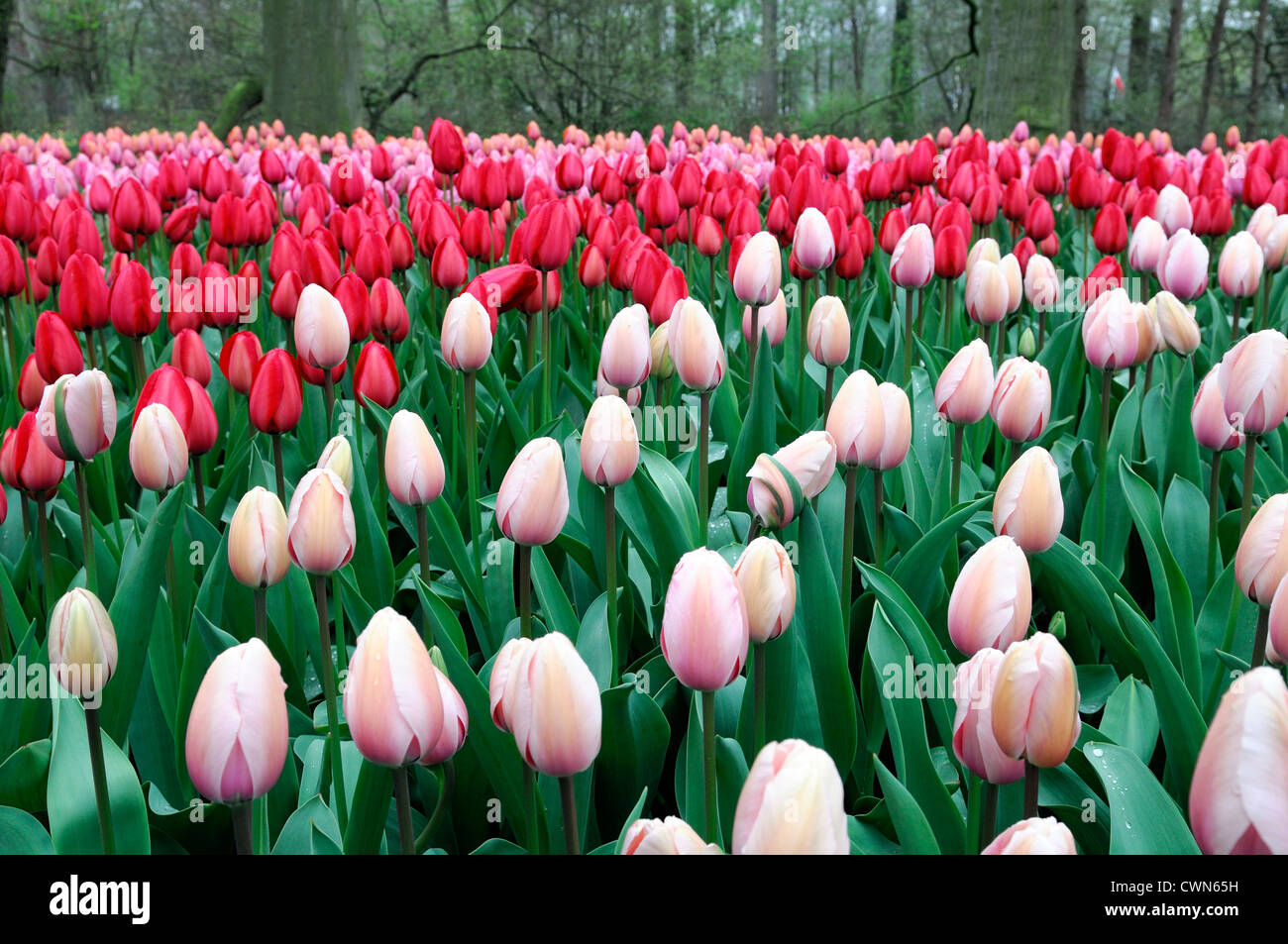Darwin hybrid tulip pink impression hi-res stock photography and images ...