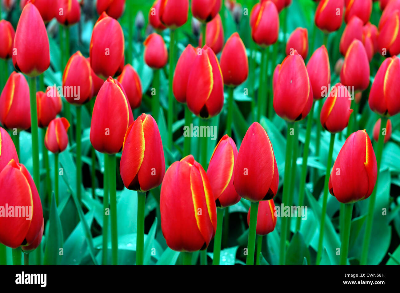 tulipa worlds favourite red tulip garden flowers spring flower bloom ...