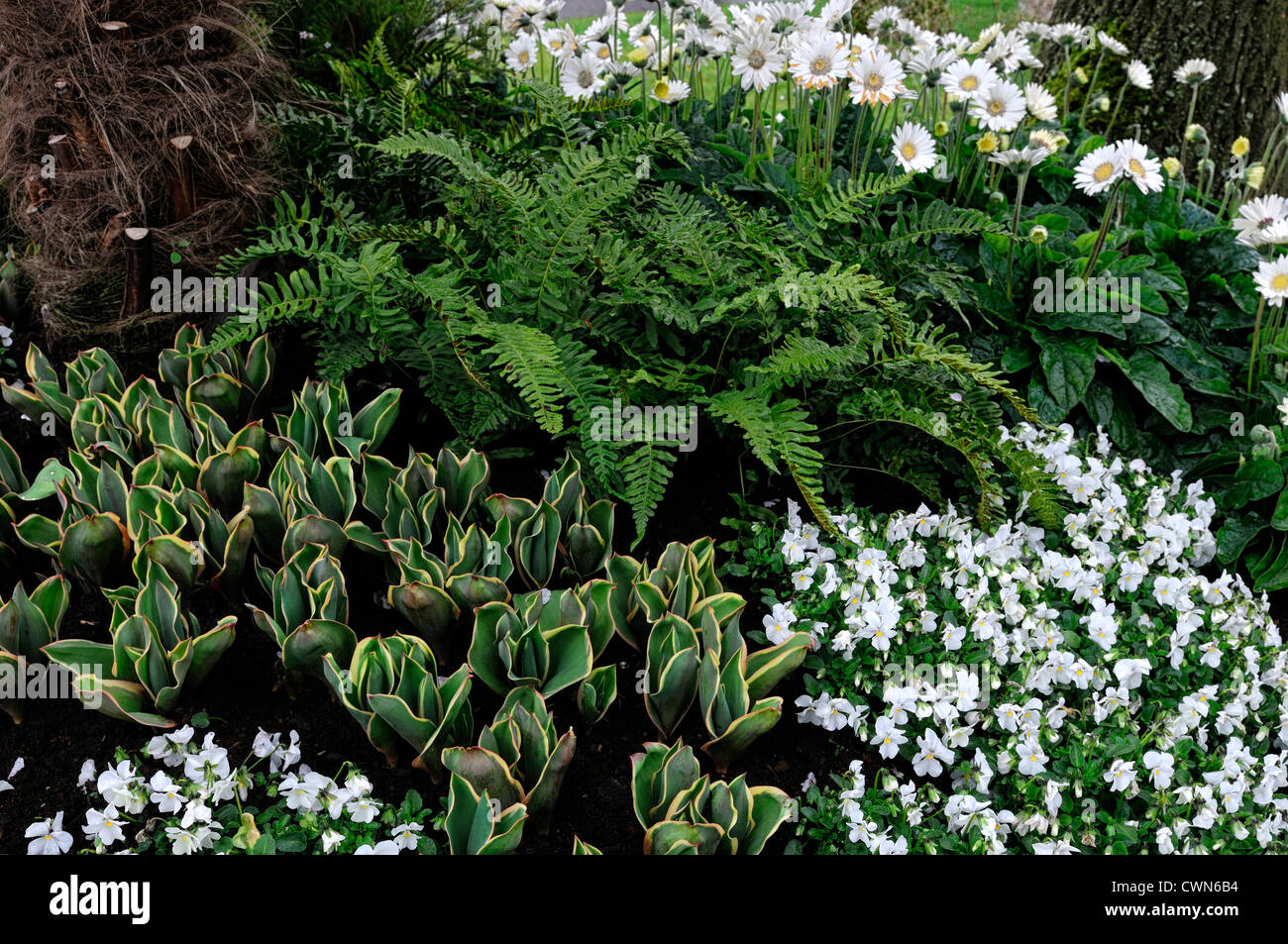 spring flower display white viola fern variegated tulip gerbera ...