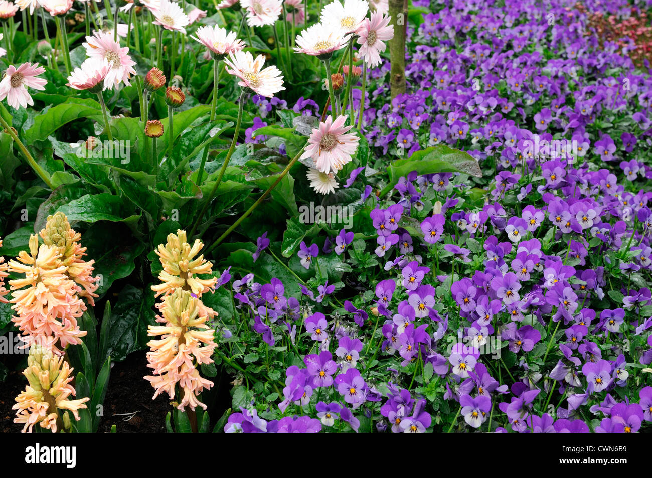 spring flower display blue viola gerbera everlast white peach hyacinth ...