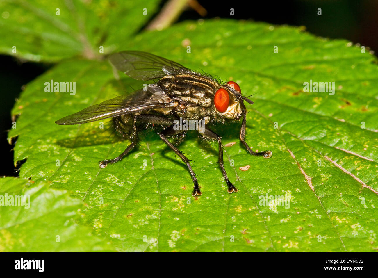 Flesh Fly (Sarcophaga carnaria) On bramble Stock Photo - Alamy