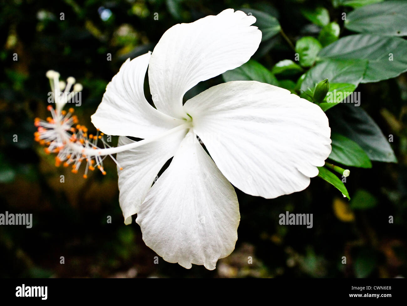 A white Hibiscus Flower Stock Photo - Alamy