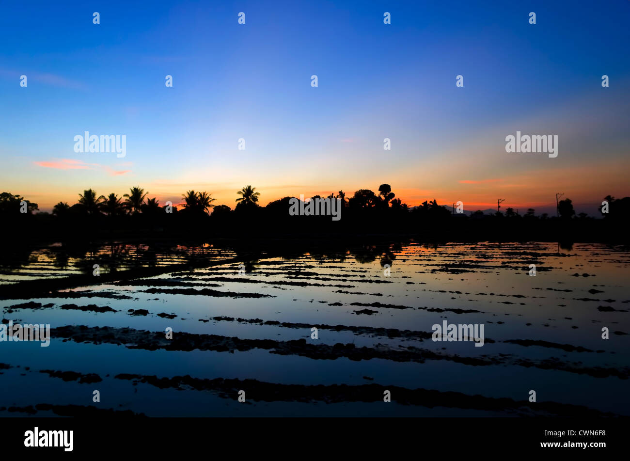 A rice field in Southern Luzon, Philippines, during sunset Stock Photo ...