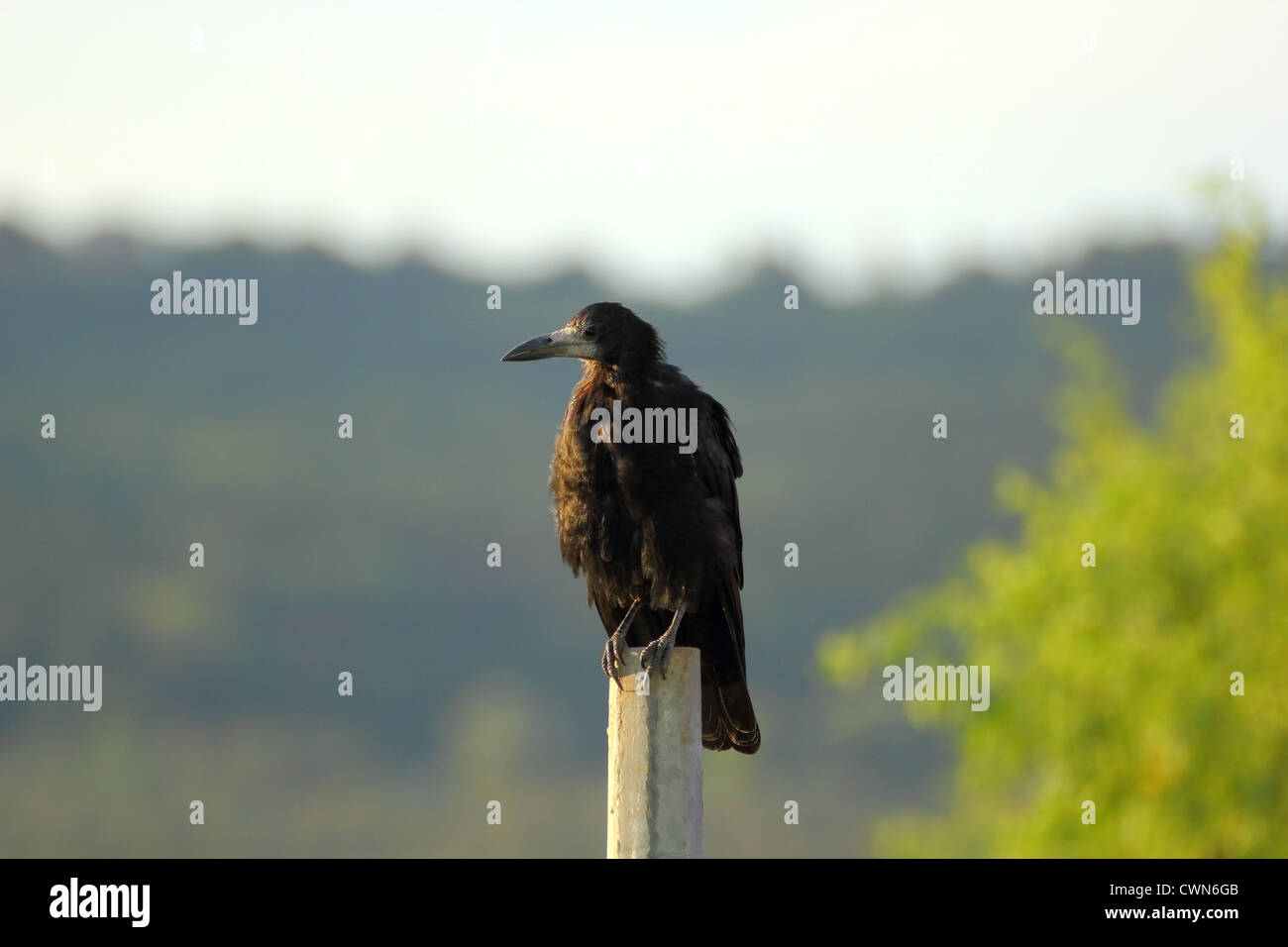 a crow (corvus frugilegus) standing in top of a pillar Stock Photo - Alamy