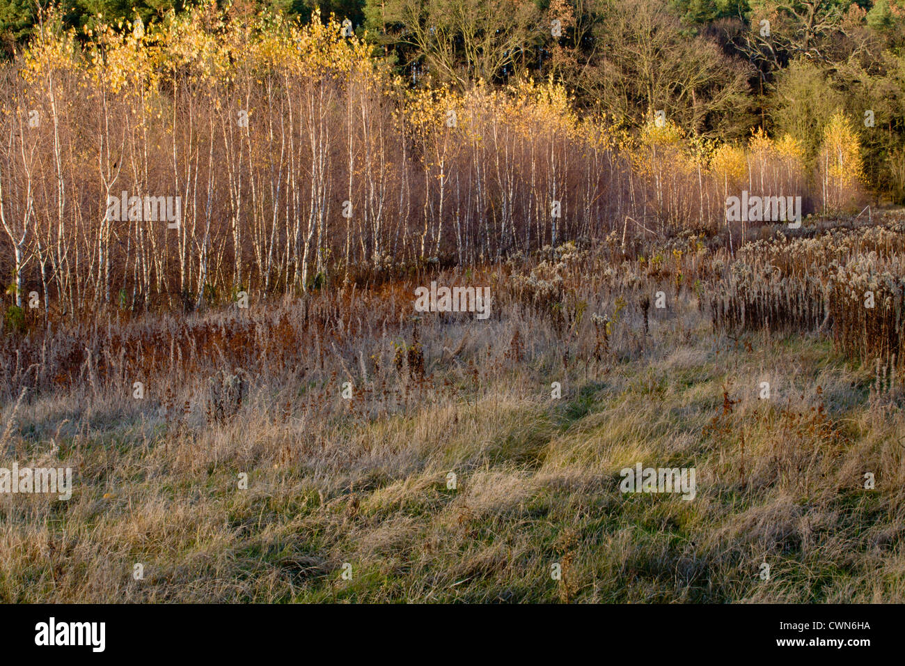 Autumn fall wild trees with color leaves in Kampinoski Kampinos ...