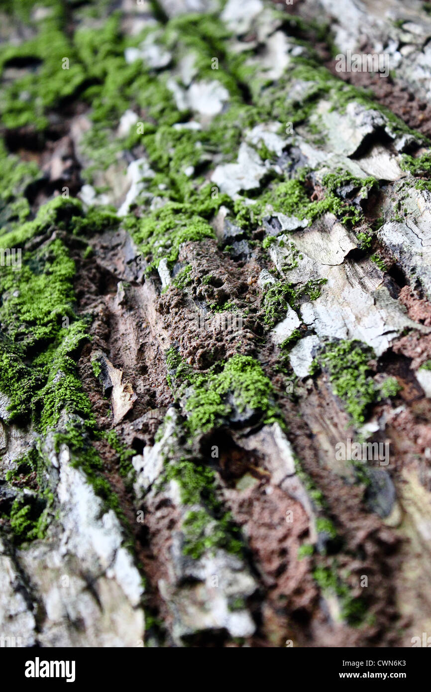 A tree bark with algae which creates a fine texture on it Stock Photo ...