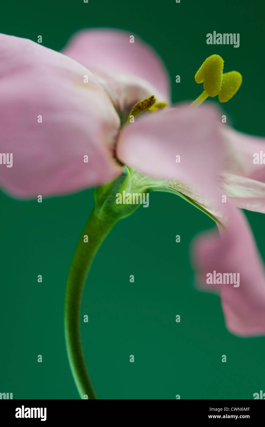 Eustoma 'Piccolo Pink', Lisianthus Stock Photo - Alamy