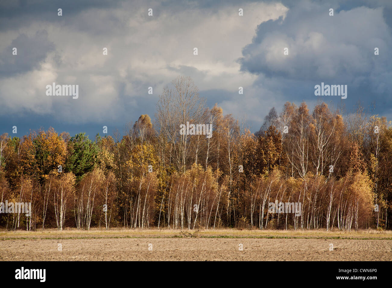 Autumn fall wild trees with color leaves in Kampinoski Kampinos ...