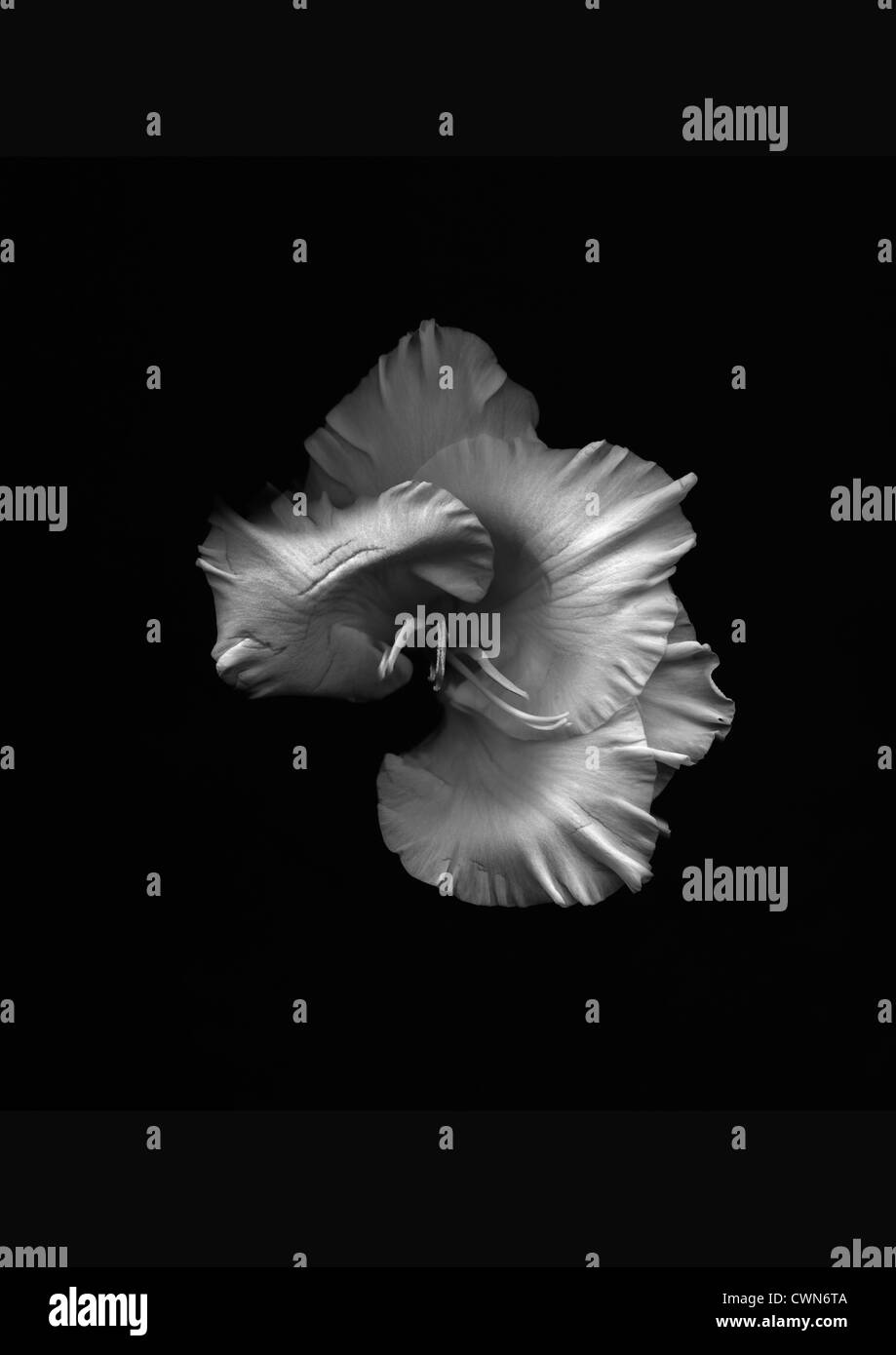 Ice aged Black and White Stock Photos & Images - Alamy