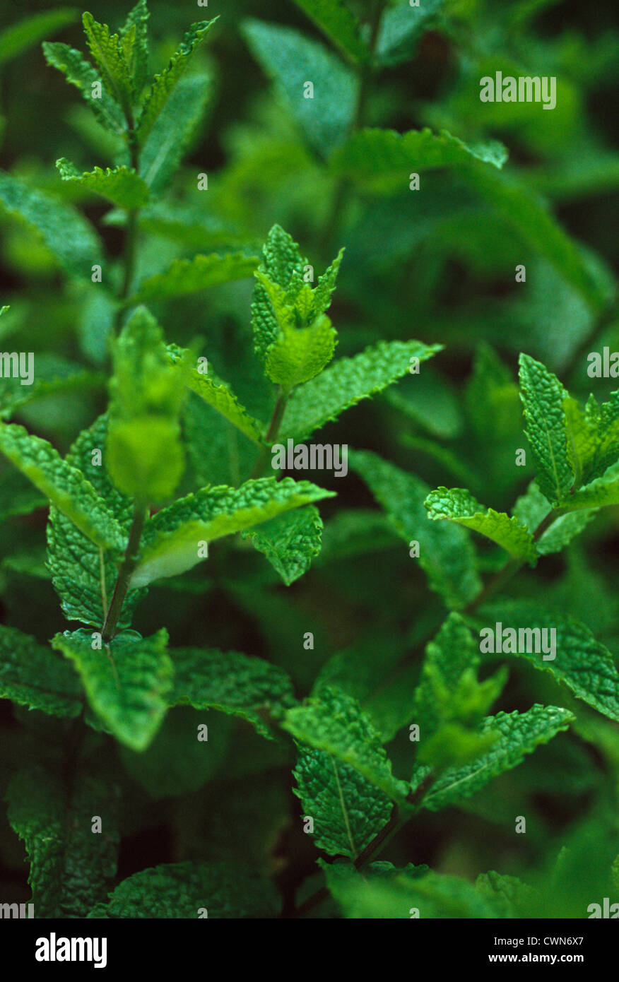 Mentha spicata, Mint, Spearmint Stock Photo - Alamy