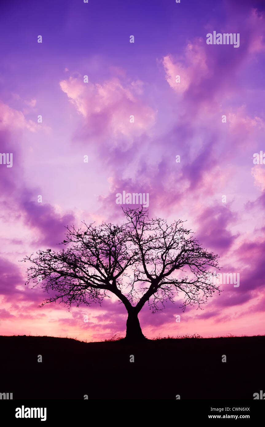 Tree during sunset in a countryside; Southern Luzon, Philippines Stock ...