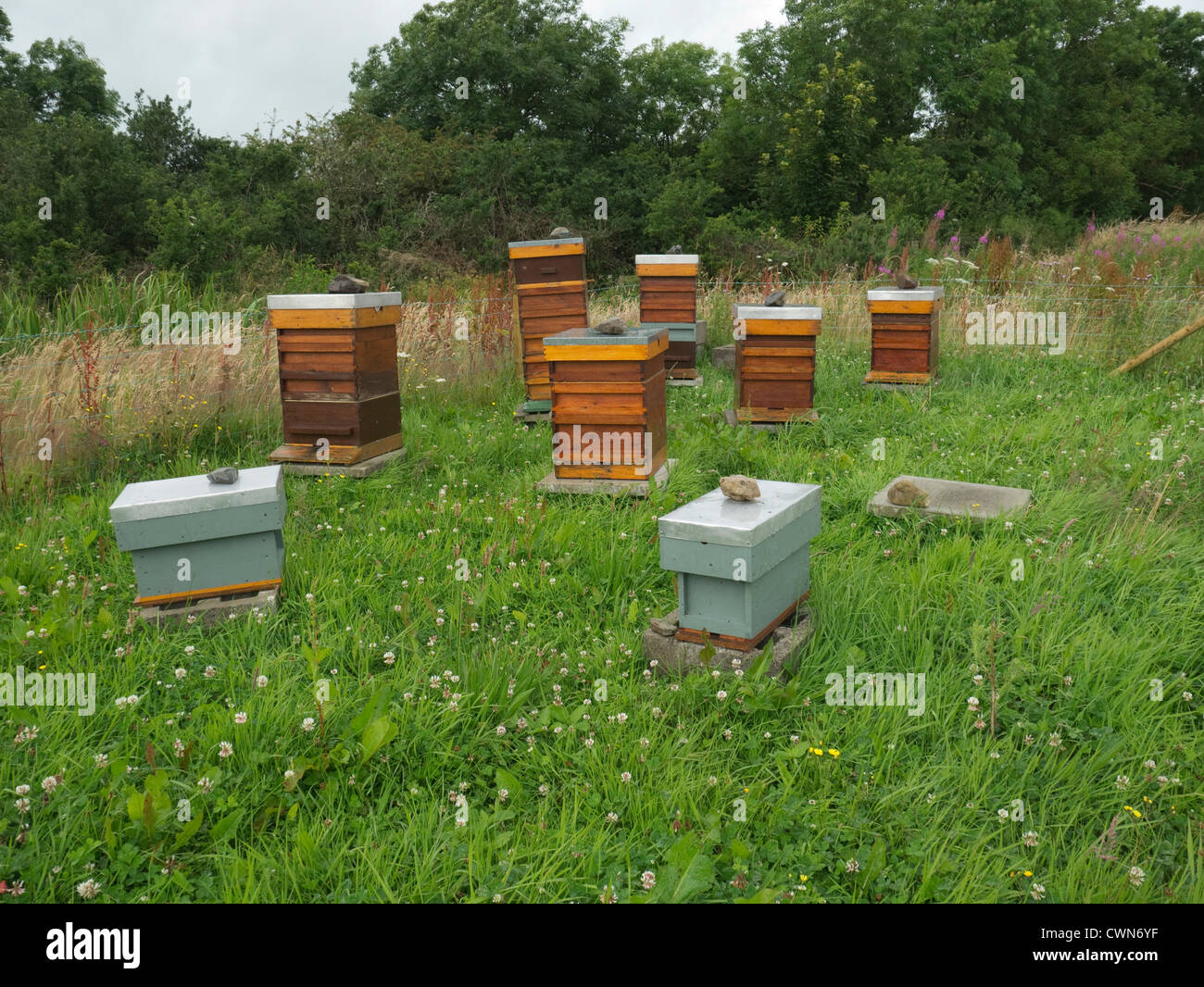 Local Bee Hives High Resolution Stock Photography and Images - Alamy