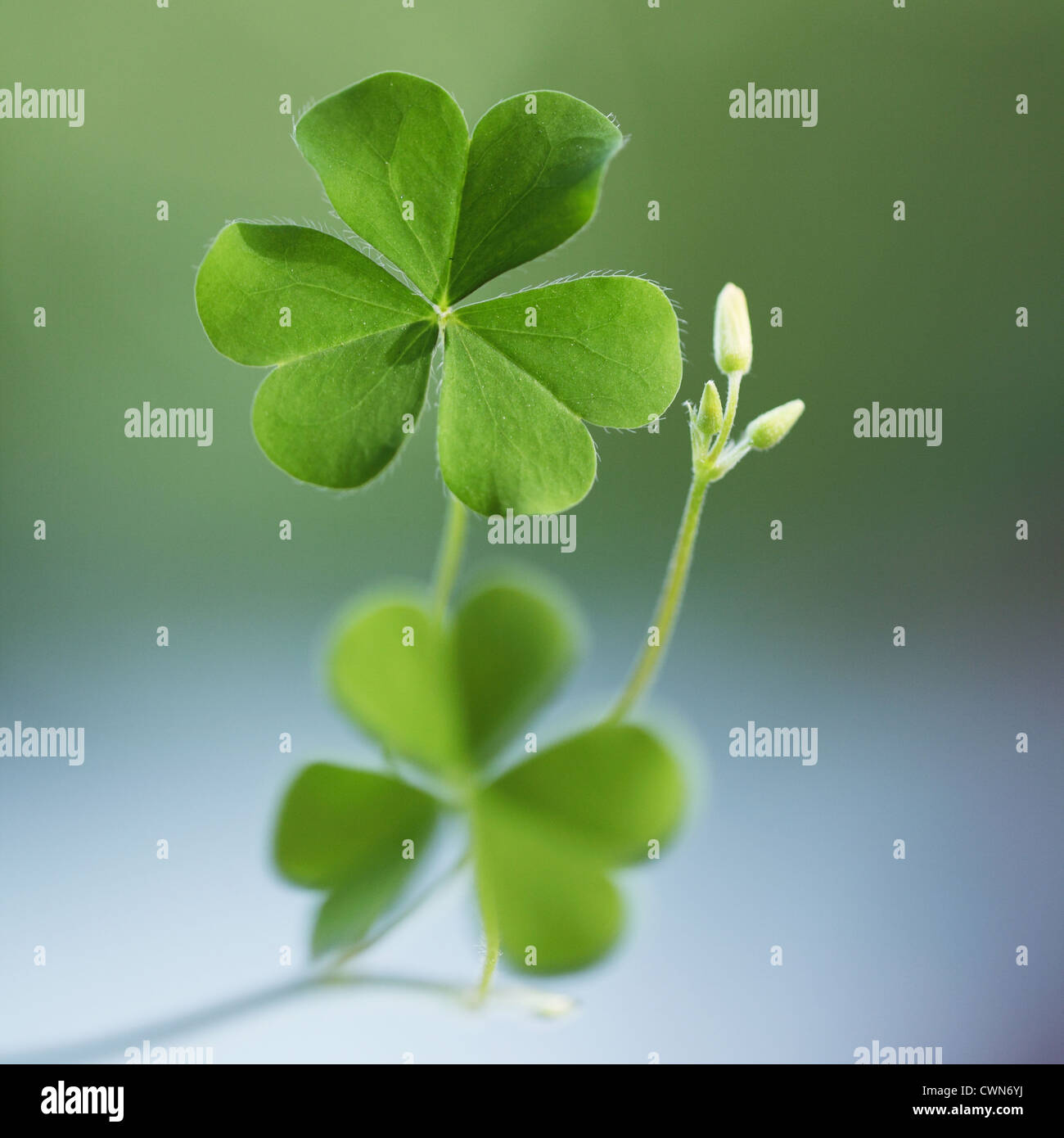 Three leaf clovers for backgrounds Stock Photo - Alamy