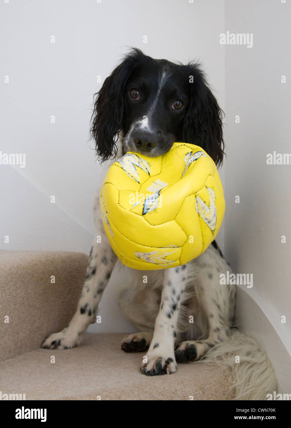 UK Young black and white English Springer Spaniel sitting on the stairs ...