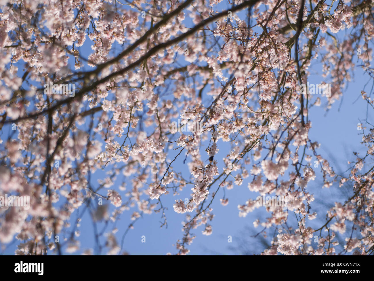 Prunus subhirtella 'Autumnalis', Cherry, Autumn flowering cherry Stock ...
