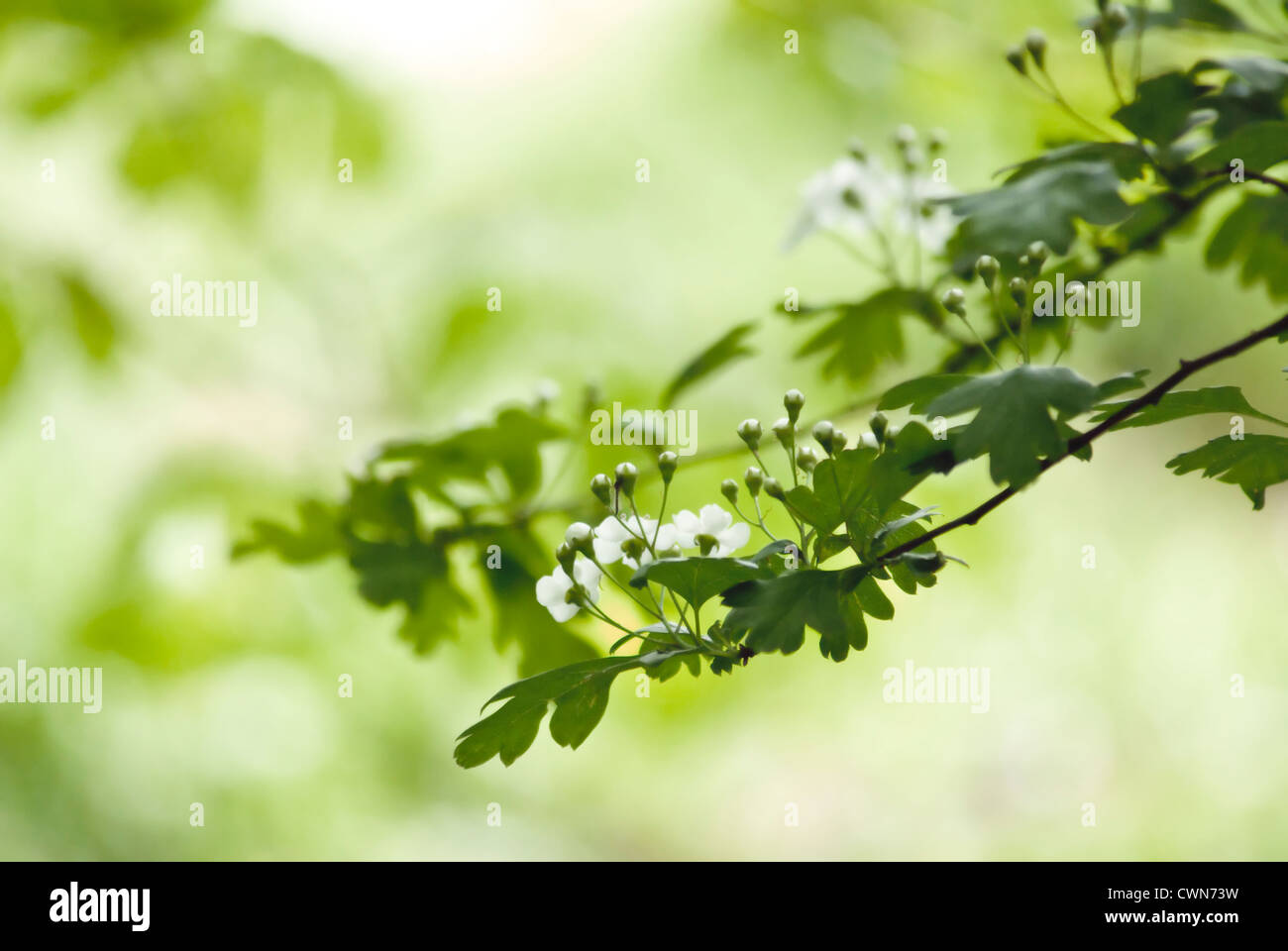 Crataegus species hi-res stock photography and images - Alamy