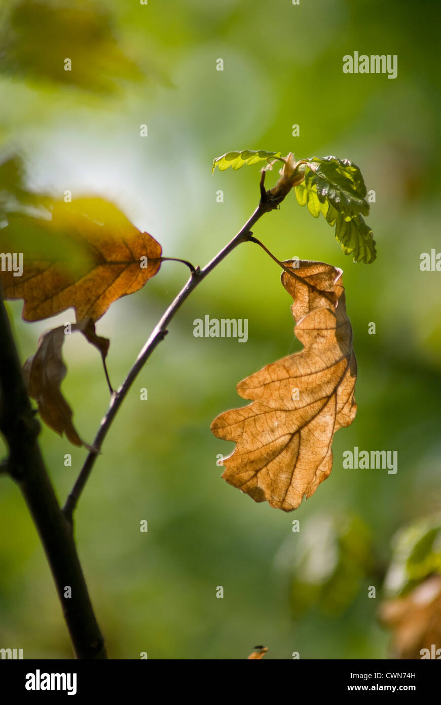 Oak Tree Dropping Leaves Spring