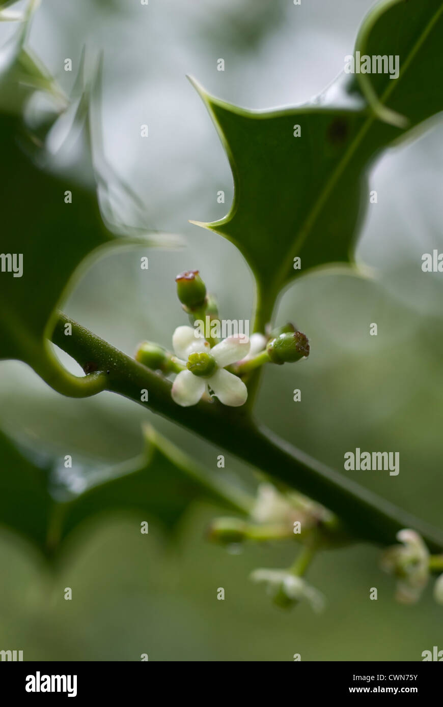 Cultivated holly ilex aquifolium flower hi-res stock photography and ...