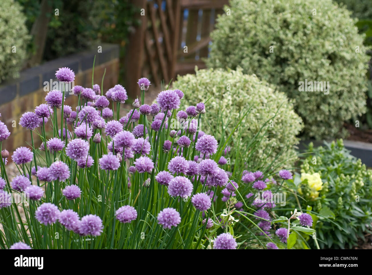 Allium schoenoprasum, Chive Stock Photo - Alamy