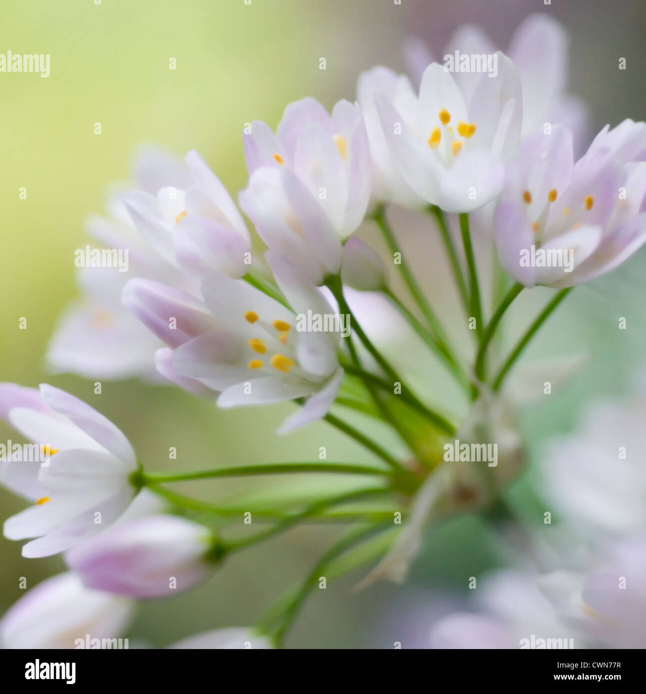 False garlic flowers hi-res stock photography and images - Alamy