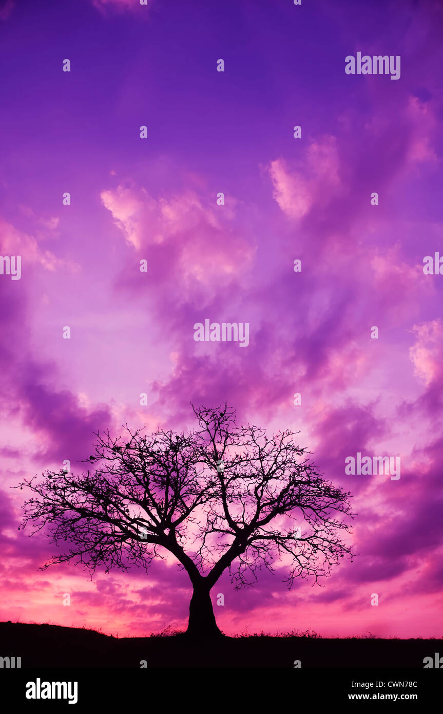 Tree during sunset in Southern Luzon, Philippines Stock Photo - Alamy