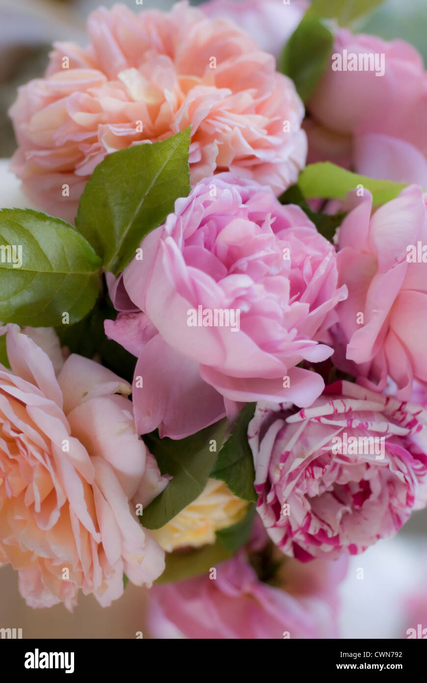 Full blown rose hi-res stock photography and images - Alamy