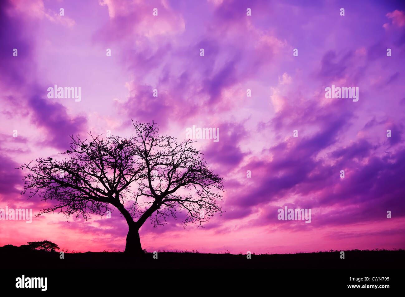 Tree during sunset in the countryside; Southern Luzon, Philippines ...