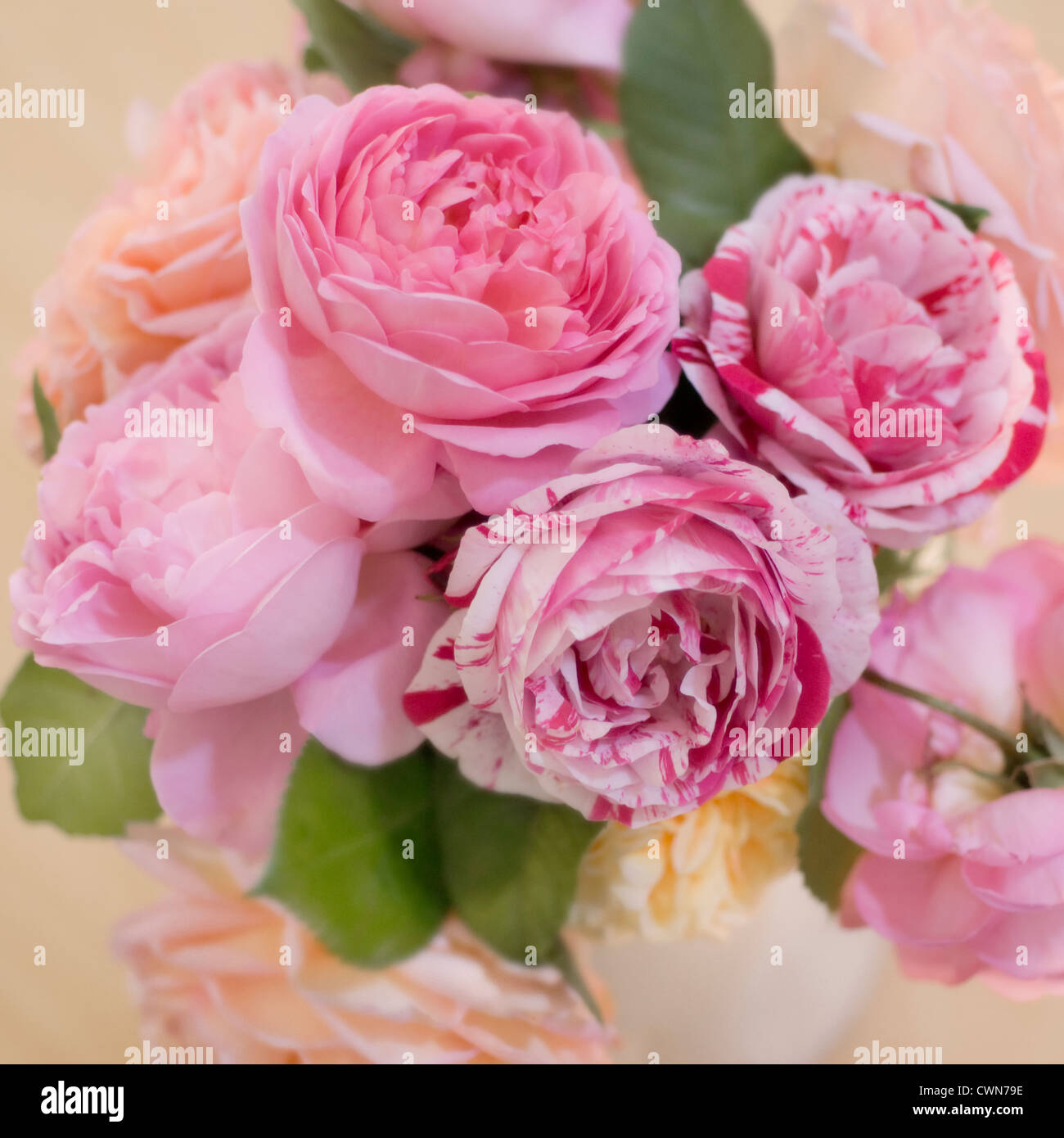 Harmony rose hi-res stock photography and images - Alamy