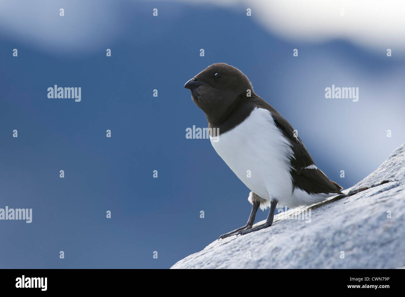 Little auk, Alle alle, Magdalenefjord, Spitsbergen, Svalbard, Arctic ...
